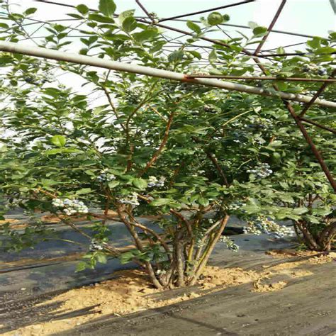 顶架蓝莓 顶架蓝莓苗 顶架蓝莓品种介绍 第3页 大山谷图库
