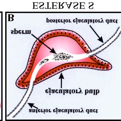 Patterns Of Sex Dependent Carboxylesterase Over Expression Red In The