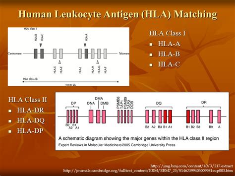 Cmv In The Transplant Patient Ppt Download