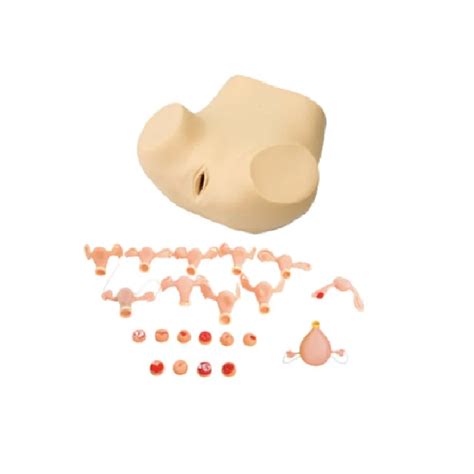 Hospital School Training Model Obstetrics And Gynecology Practice