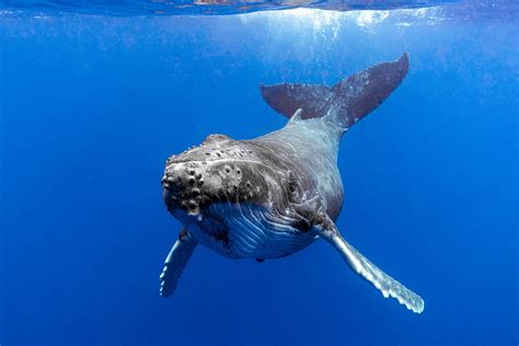 Climate Giants How Whales Can Help Save The World Whale And Dolphin
