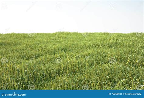 Field Of Soft Grass Perspective View With Close Up Stock Illustration
