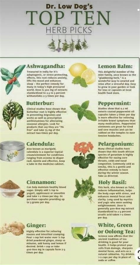 100 Medicinal Plants And Their Uses Artofit