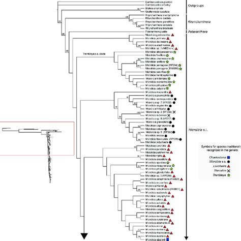 maximum likelihood left and bayesian inference right trees of