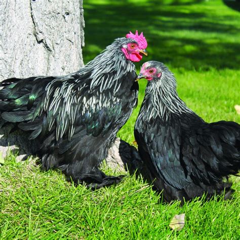 Bb Red Old English Bantam
