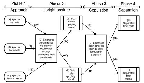 Flowchart Of The Mating Behavior Sequence In The Japanese