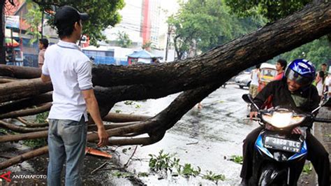 Pohon Tumbang Depan RS Harapan Kita Lalu Lintas Di Slipi Padat News