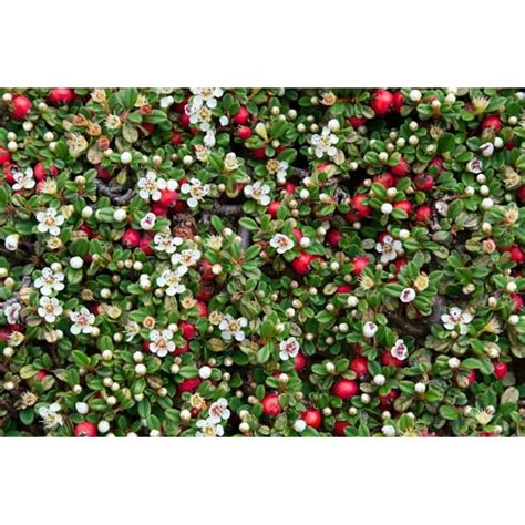 Thyme Leaf Cotoneaster Thymifolia 2 5 Pot Bonsai Fairy Garden