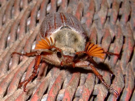 Cockchafer Wikipedia