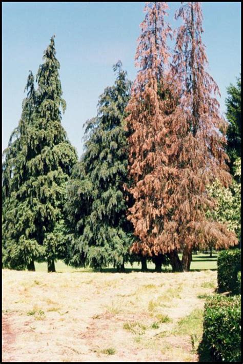 Identify Sick Trees Lifestyles Theworldlink Com