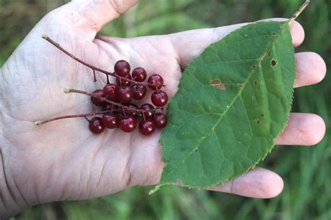 Foraging And Using Chokecherry
