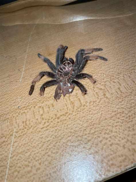 Sexing My Tarantula Rtarantulas