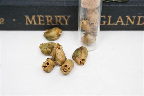 Dried Snapdragon Skull Seed Pods West Coast Garden Grown Etsy Canada