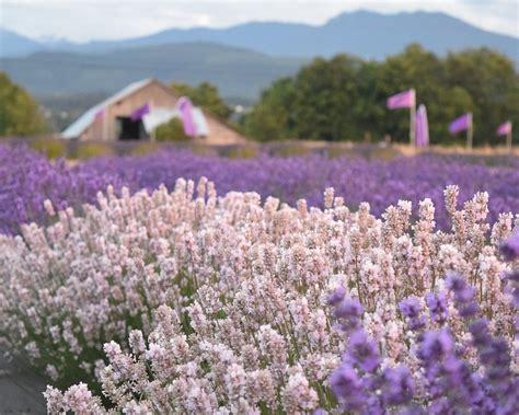 The 15 Best Things To Do In Sequim 2026 Must See Attractions