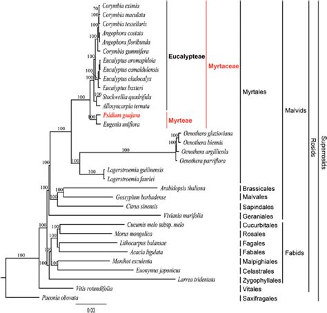 Maximum Likelihood Ml Tree Based On 78 Protein Coding And Four Rrna