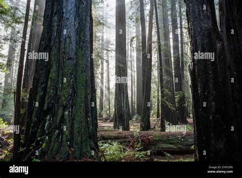 The Lush And Verdant Redwood Forest In Humboldt Redwoods State Park In
