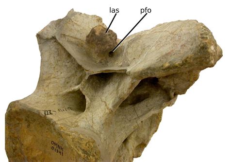 Crazy Pneumatic Ostrich Caudal Sauropod Vertebra Picture Of The Week