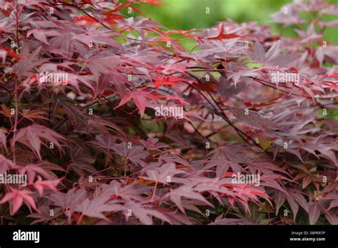 Acer Palmatum Fireglow Japanese Maple Displaying Characteristic Bright