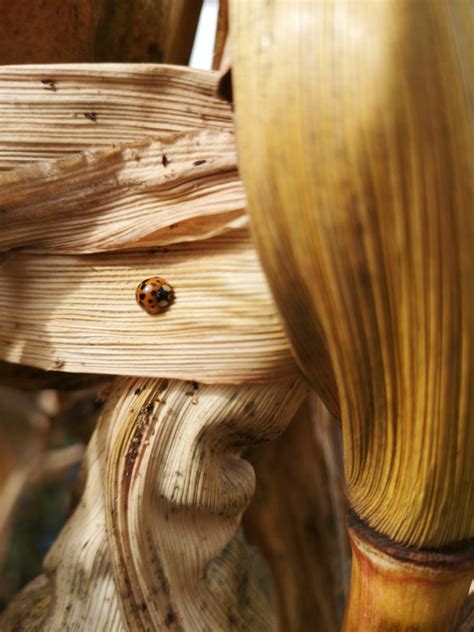 Intercropping Peanuts With Corn Promotes Natural Pest Control And Boosts Peanut Yields The