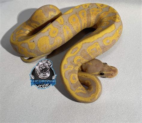 Acid Banana 🐍🍌 Female Maker Ball Python By Pinnacle Pythons Llc