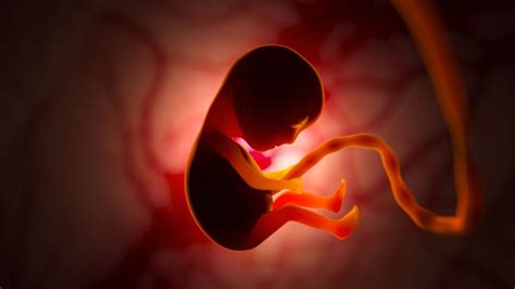 Crean Embriones Humanos Sintéticos Con Células Madre Sin óvulos Ni Esperma