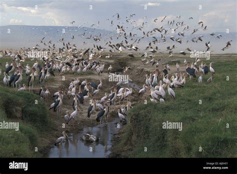 African Rock Python Python Sabae Swallowing Pelican Watched By Marabou