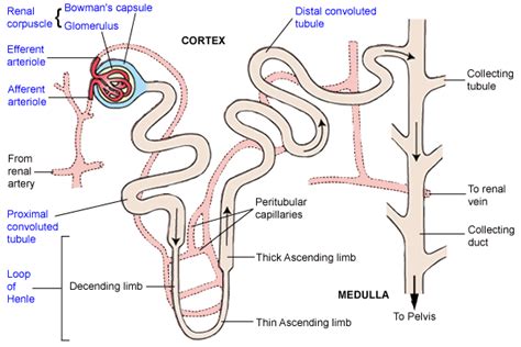 Nephron Structural Anatomy And Types Online Biology Notes