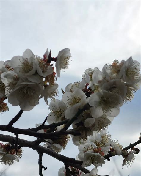 됨연구소 메시지 본질은 아름답다 꽃은 꽃이라서 예쁘고 그저 피어나는 것만으로도 세상에 색을 더하네 나무는 나무라서 자라고 묵묵히 하늘을 향해 뻗으며 세월의 흔적을 몸에