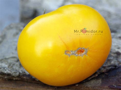 Семена томатов Dwarf Jasmine Yellow, Гном Жёлтый Жасмин - Сортовые ...