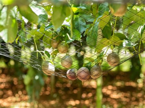 Hortifan Bird Netting 50x50 With 1 Square Mesh Heavy Duty Nylon Netting For