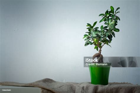 하얀 텍스처 벽 위에 천연 패브릭에 밝은 녹색 냄비에 선인장 분재가 서 있습니다 개념에 대한 스톡 사진 및 기타 이미지 개념