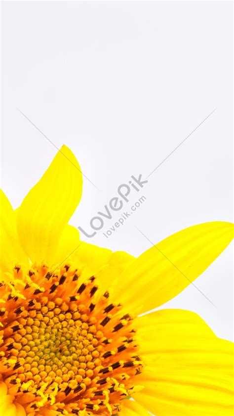 하얀 빛과 빈 공간 배경 사진에 흐린 해바라기 사진 무료 다운로드 Lovepik