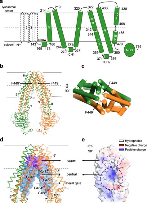 The Overall Structure Of Nanodisc Reconstituted Δtmd0 In The