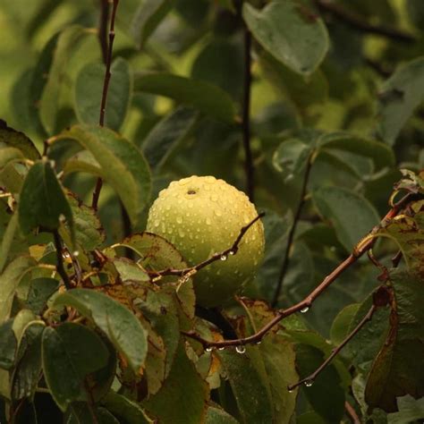 17 Different Types Of Shrubs In India