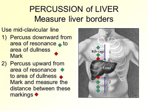 Liver Percussion
