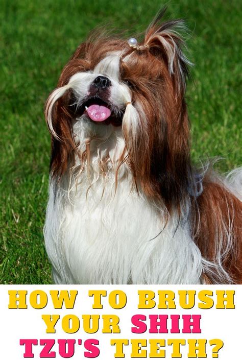 8 types of shih tzu and how to identify them – Artofit
