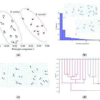 Description Of The Landmarks Used In Geometric Morphometric Analysis