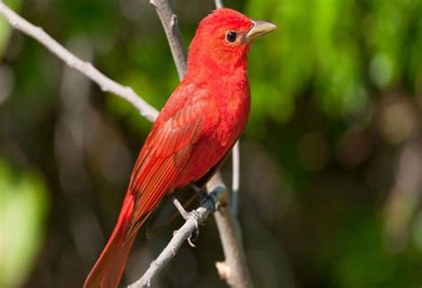 Red Birds The Boldest Feathers In Nature And Their Importance