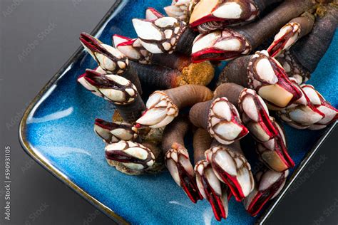 Barnacles Goose Neck Barnacle Percebes Gallician Barnacles Pollicipes Pollicipes Expensive