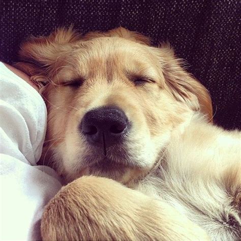 Instagram Media Goldenretrievers Pretty Much Me Rn Im In A Food