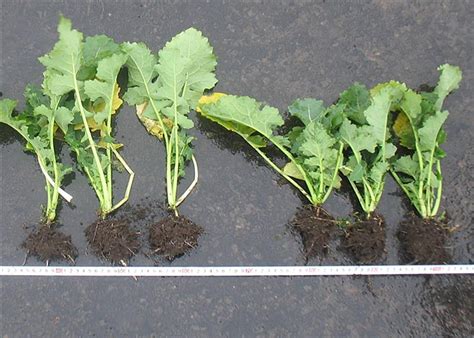 Ретарданты: нужны или нет? – АГРАРИЙ