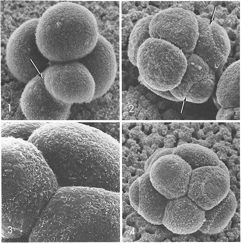 What Is A Compacting Embryo At Cora Turner Blog