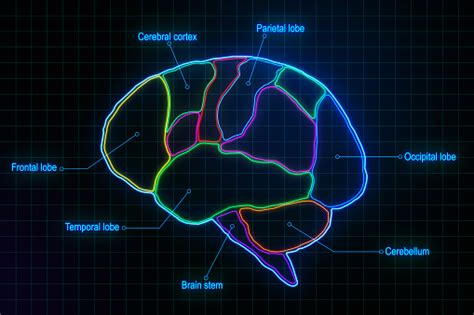 추상디지털사각형 배경에서 인간의 뇌 엽의 해부학을 가진 의학 두뇌 연구 3차원 형태에 대한 스톡 사진 및 기타 이미지 3차원 형태 개념 건강관리와 의술 Istock