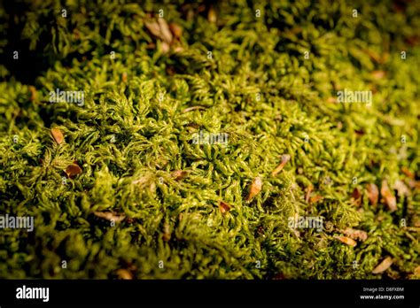Moss Growing On Forest Floor In A Sussex Woodland UK Stock Photo Alamy