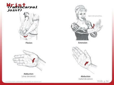 Ppt Comprehensive Guide To Anatomical Positioning And Movement