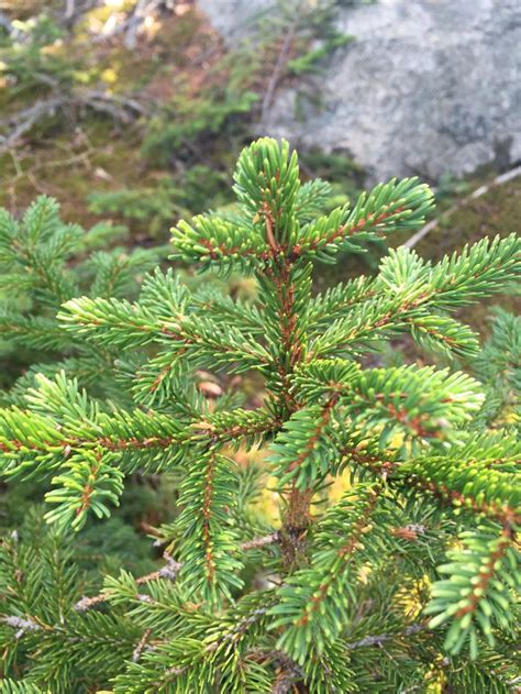Black Spruce Picea Mariana From New England Wild Flower Society