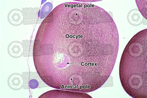 Rana Sp Frog Mature Ovary Transverse Section 64x Rana Sp Frog Amphibians