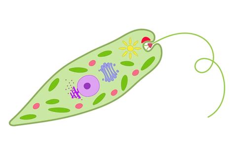 Euglena Blank Diagram Euglena