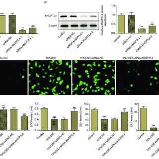 ANGPTL4 Knockdown Attenuates CSE Induced Cell Apoptosis A Cell