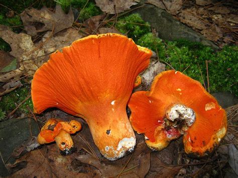 Hypomyces Lactifluorum Lobster Mushroom Guide Edibility And Photos